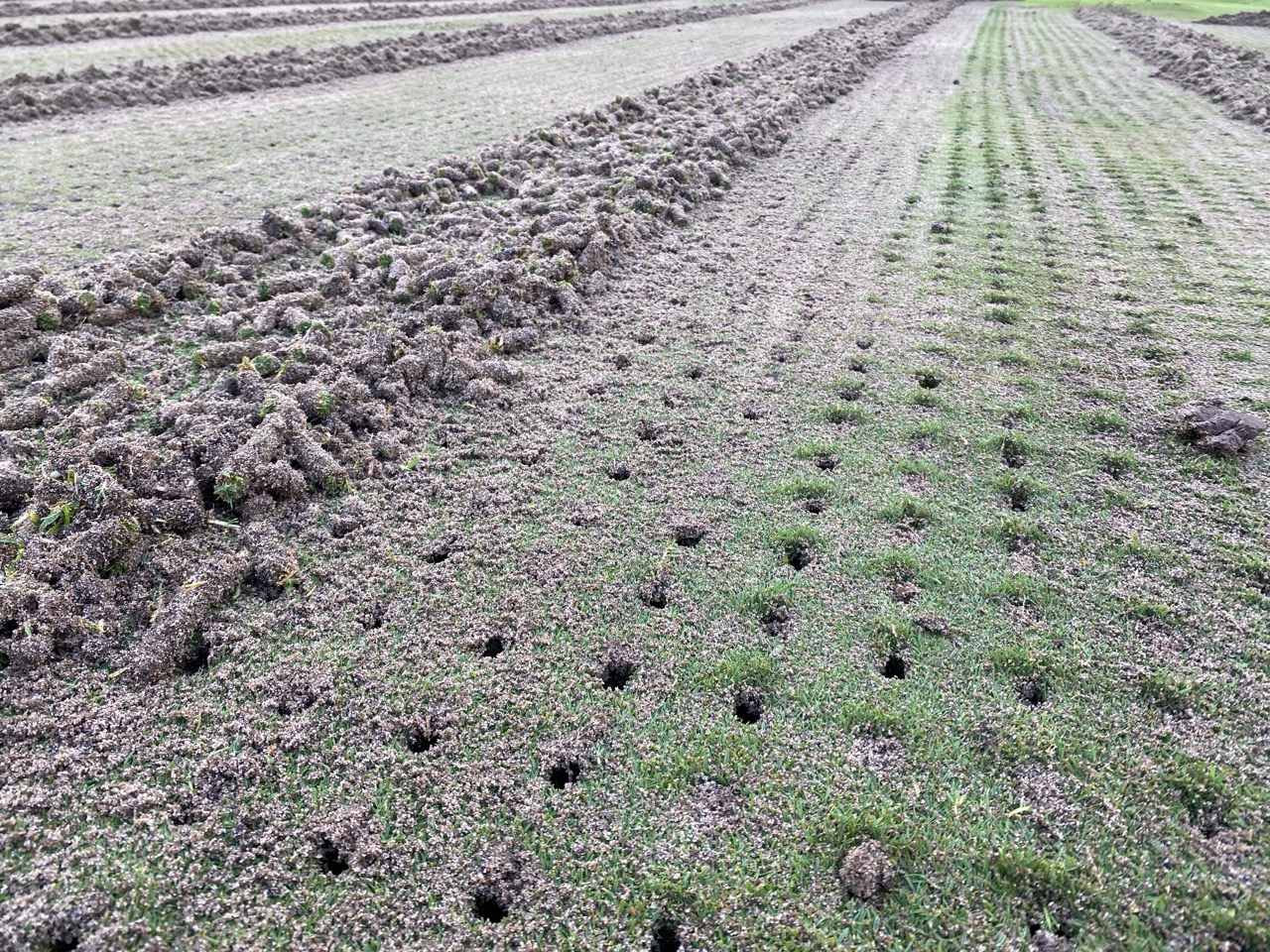 Pinchado de greens. ¿Necesario, indispensable o superfluo?